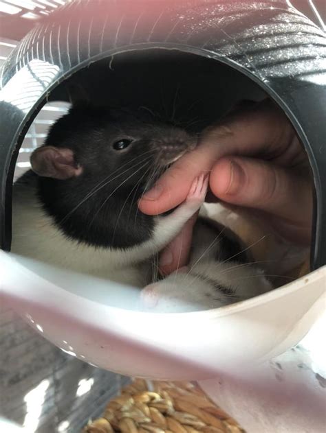 Finally Managed To Add Social Previews To My React App Without Ssr R Reactjs