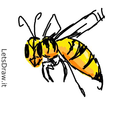 How To Draw Wasp G6ps8acxg Png LetsDrawIt How To Draw Wasp G6ps8acxg Png LetsDrawIt