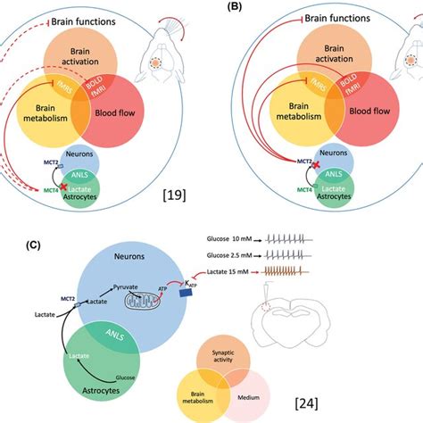Schematic Representation Of The Demonstration That The Astrocytic