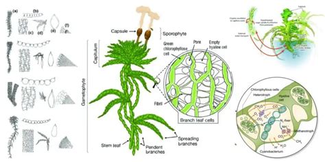 Mesophyll Cells Definition Location Structure Function Microscopy
