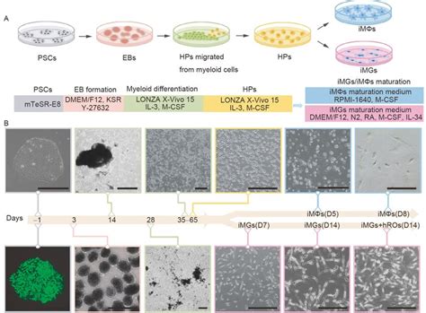A Simplified Protocol For Microglial And Macrophage Differentiation Download Scientific Diagram