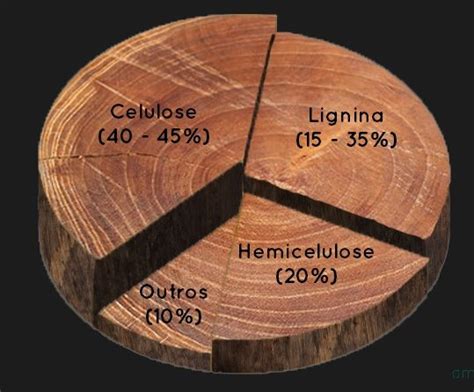 Produção De Papel E Celulose Desafios E Contribuições Biotecnológicas