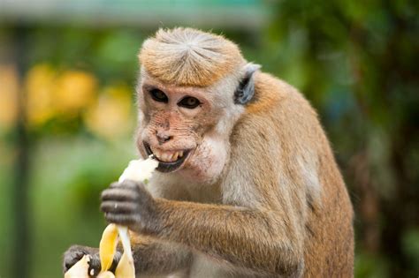 Thailands Wildlife Amazing Animals In Thailand