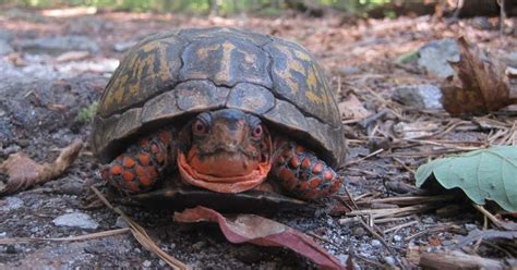 Turtle Run Campground Dickerson Roadtrippers