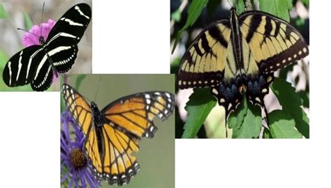 Pytorch Imagefolder For Training Cnn Models