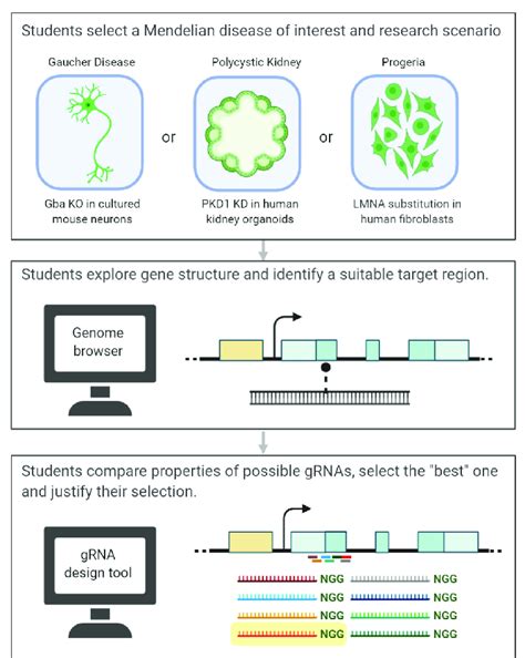Schematic Overview Of The In Silico Lab Activity Image Made In Download Scientific Diagram