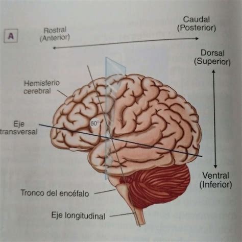 Encéfalo Anterior