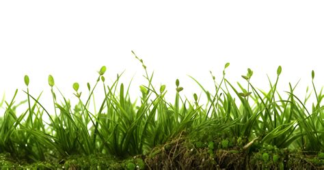 Green Grass Side View Generated 24190111 Png