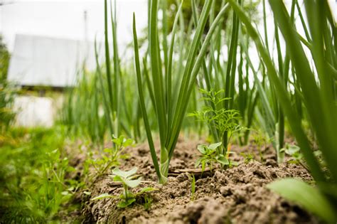 토양에 심은 양파 작물은 태양 아래에서 익습니다 경작지는 콩나물로 닫힙니다 침대 줄에서 자라는 농업 식물 녹색 자연 식품 작물 새싹에 대한 스톡 사진 및 기타 이미지