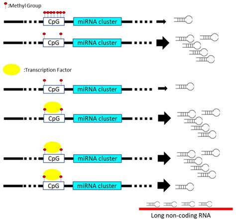 Biomedicines Mdpi On Linkedin Cancer Mirna Biomarker Cancer Review Microrna