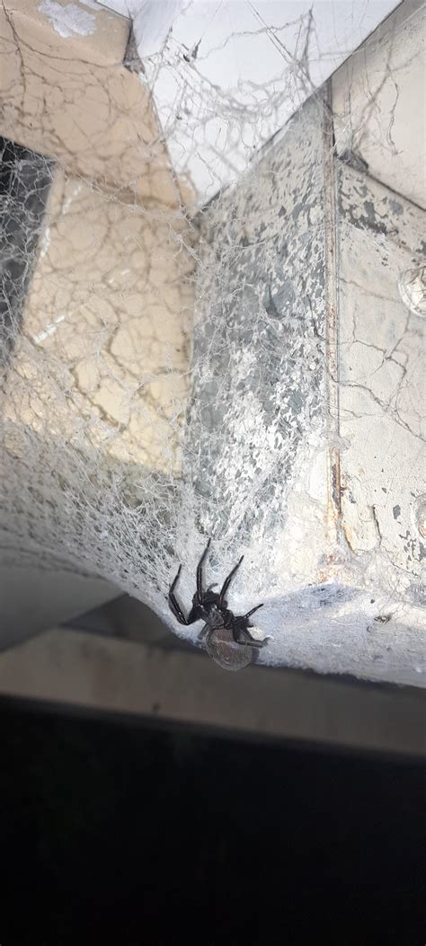 Id Please R Entomology