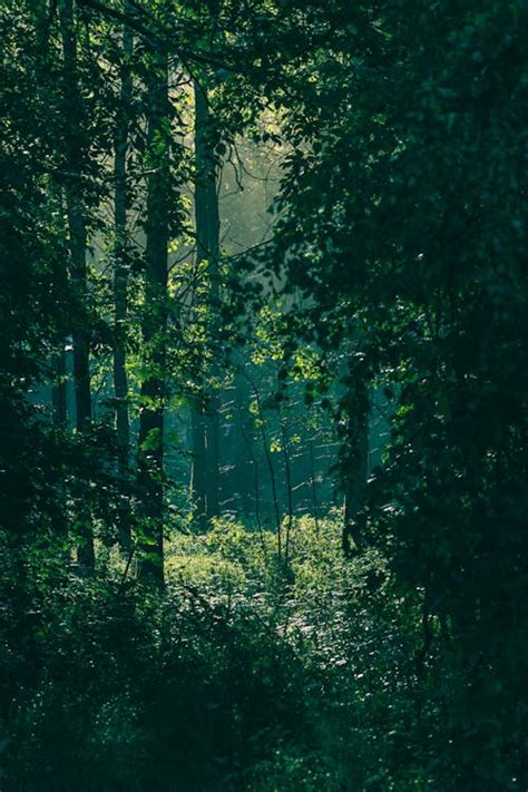 가벼운 경치 경치가 좋은 고요한 고요함 광야 광합성 그림자 나무 나뭇잎 녹색 덤불 때묻지 않은 무성한 삼림지대 생물 다양성 서식지 성장 수직
