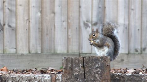 Electric Fencing For Squirrels Electric Squirrel Fence Zareba