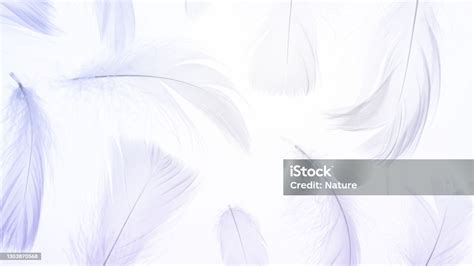 깃털 패턴 컨셉 매크로 사진 부드러운 초점에 흰색 배경에 여러 가지 빛깔의 파스텔 천사 깃털 클로즈업 텍스처 자연의 우아한 표현 예술 이미지 취약성 공간을 복사합니다