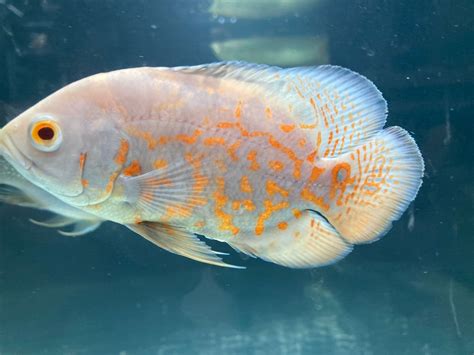 Albino Oscar Rainforest Fish