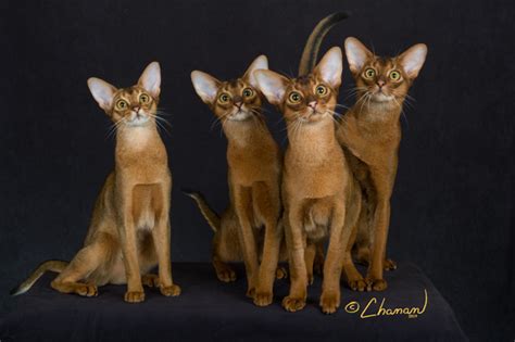 Abyssinian Page