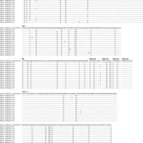 Phylogenetic Tree Of Exons 26 Of Btn3a1 Btn3a2 And Btn3a3 Of