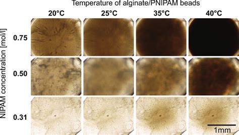 effect of nipam concentration and temperature on the optical density of