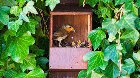 Robin Nest Box