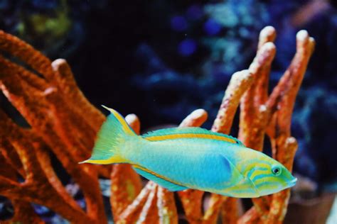 10 Vibrant Tropical Reef Species
