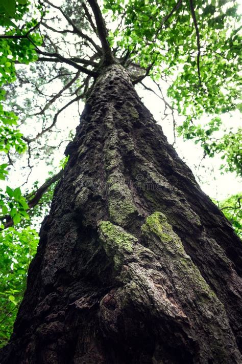 Tree Texture Perspective In A Beautiful Tropical Forest Tree Textures In Wet Green Forest