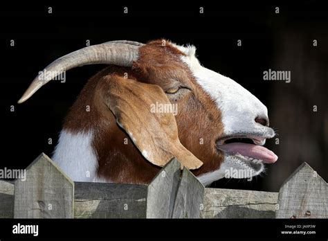 Male Billy Goat Bleating With Its Mouth Open And Looking Over Fence