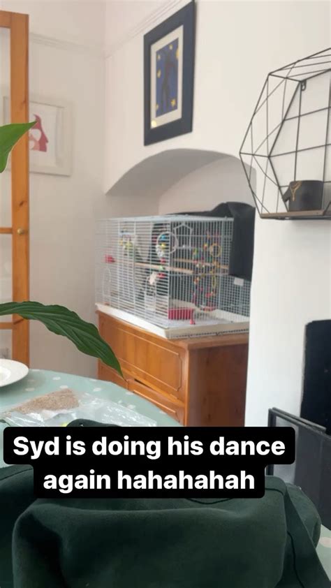 Anyone Elses Budgie Do This Weird Dance Does Anyone Know What It