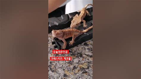 그리고잠시후모습을드러낸오늘의주인공 애완용도마뱀 크레스티드게코 Youtube