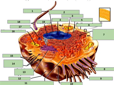 Anatomy Ch 3 Cells Labeling Midterm Flashcards Quizlet