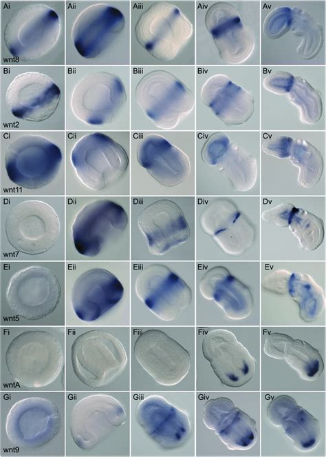 Expression Of Wnt Genes With Anterior Ectodermal Localizations Whole Download Scientific