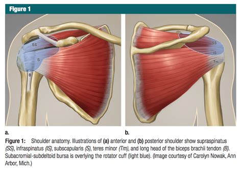 Anatomy Of Shoulder