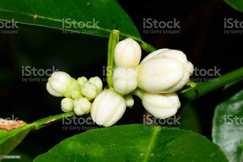 클리핑을 포함하여 짙은 검은 배경에 고립 된 잎이있는 레몬 꽃 라임에 대한 스톡 사진 및 기타 이미지 라임 꽃봉오리 잎 Istock