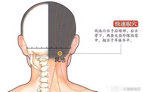 穴位养生感冒头痛头晕中风颈项强痛落枕失眠按风池穴 凤凰网