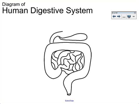 Digestive System Drawing At Getdrawings Free Download
