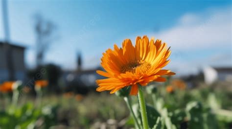 필드에 오렌지 데이지 겨울 푸른 하늘을 배경으로 피어난 금송화 한 송이 고화질 사진 사진 꽃 배경 일러스트 및 사진 무료 다운로드 Pngtree