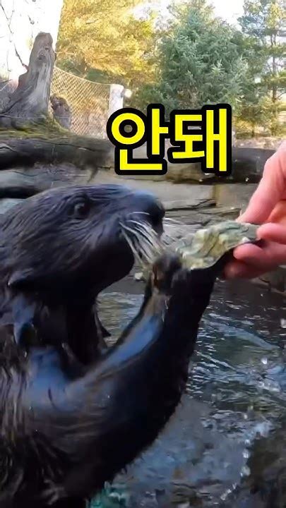 귀여운 외모에 그렇지 못한 충격적인 잔인함 수달 Youtube