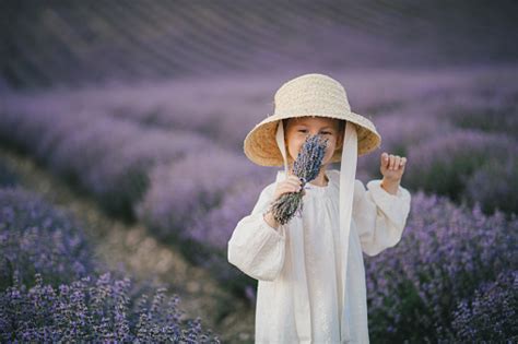 하얀 드레스와 밀짚 모자를 쓰고 라벤더 밭에 꽃을 잔뜩 들고 있는 귀여운 소녀 2 3 살에 대한 스톡 사진 및 기타 이미지 2 3 살 가축 개화기 Istock