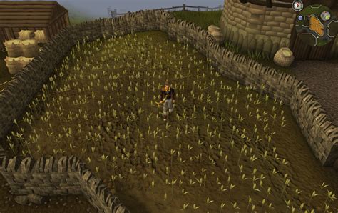 File Clue Scroll Easy Think In The Middle Of The Wheat Field By The Lumbridge Mill Png The