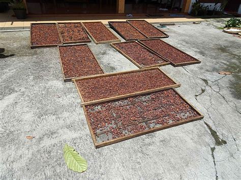 Travel In Indonesia Chapter 4 Cocoa Fermentation Chocolate Coffee