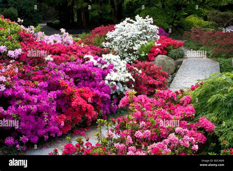 Azaleas And Rhododendrons