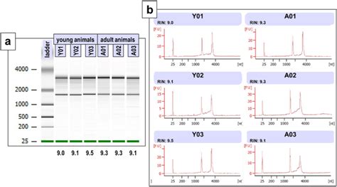 Rna Integrity Gel Images A And Electropherograms B Of Three