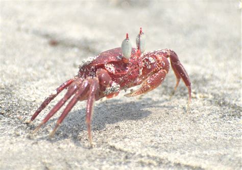 Ocypode Macrocera H Milne Edwards 1837