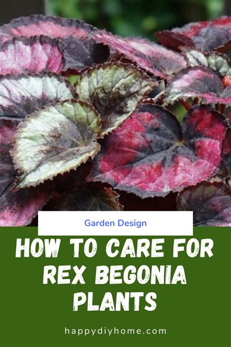 Rex Begonia Care Guide How To Grow Rex Begonia Indoors Happy DIY Home