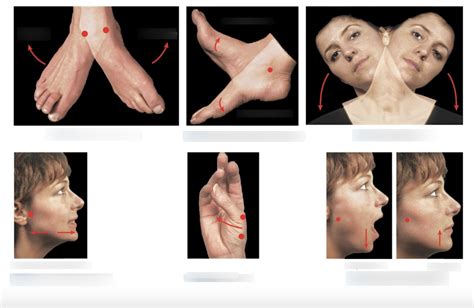 Joint Movements Diagram Quizlet