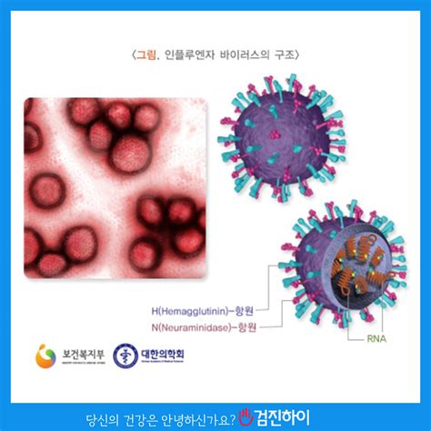 인플루엔자 감기와 다른 점은 건강검진정보