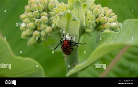 Close Up Of A Red Milkweed Beetle Drinking The White Sap From A