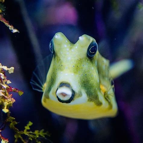 Cute Cowfish At Birch Aquarium