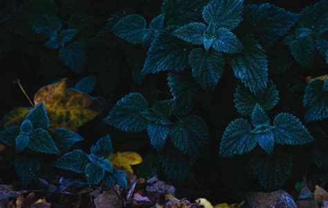 10 безумни забрани валидни само в Япония • © 10 те най