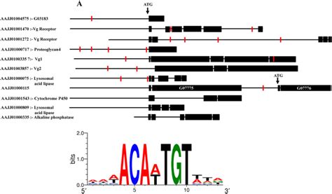 A Schematic Representation Of Genes Showing The Presence Of Putative Download Scientific