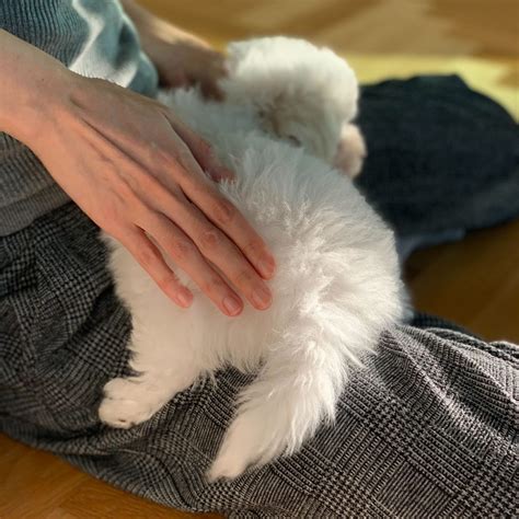 강아지 궁디팡팡 좋아하는 이유 3가지 비마이펫 라이프